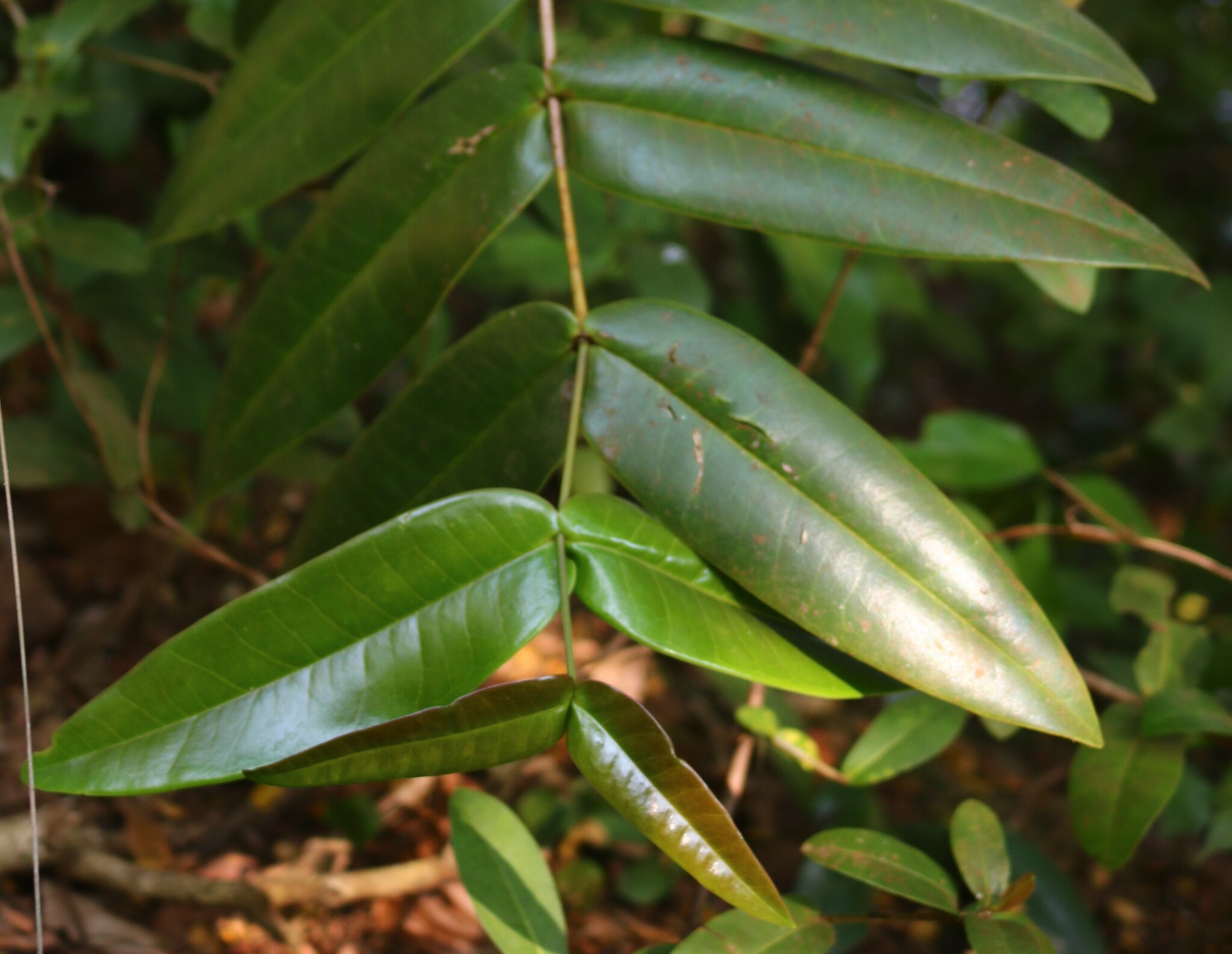 Memecylon randeriana S.M.Almeida & M.R.Almeida