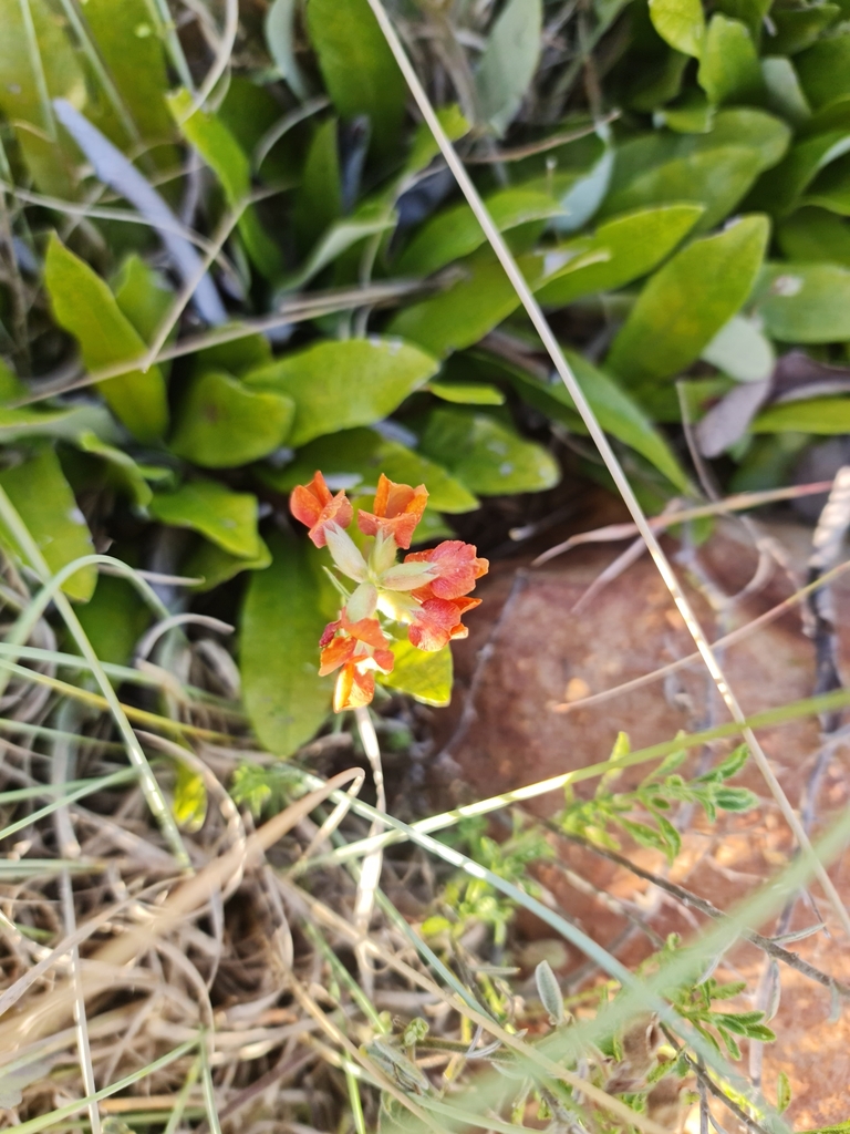 Silver Frilly Pea from Carletonville, 2499, South Africa on April 21 ...