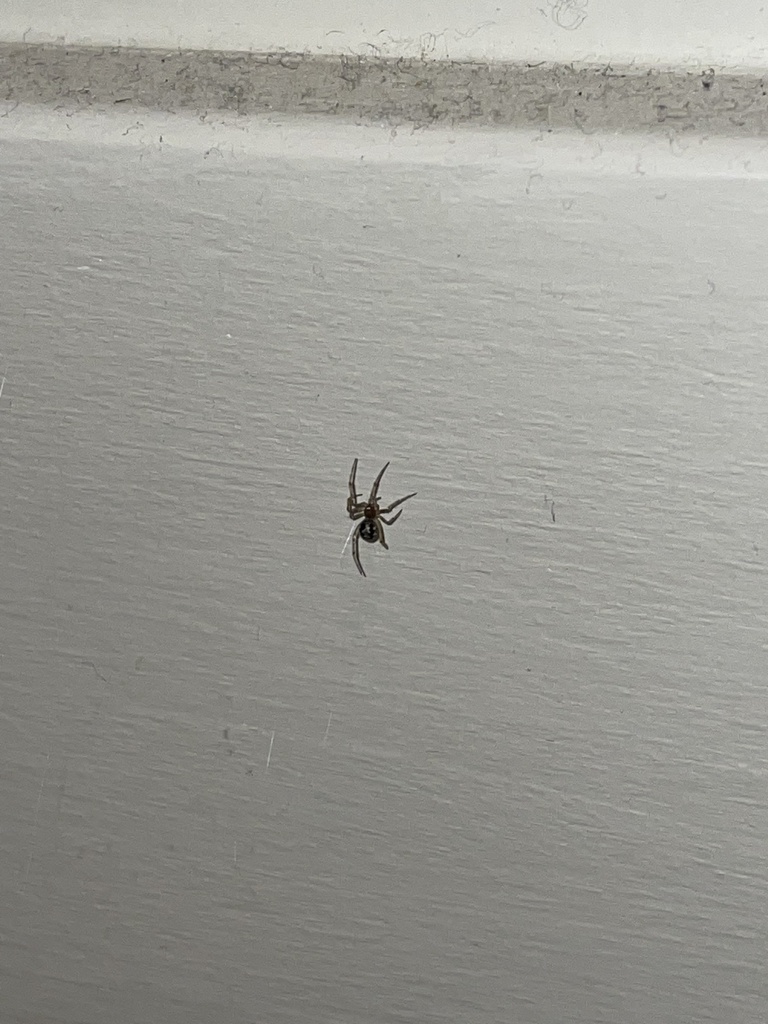 Cobweb Spiders from S Poplar St, Oxford, OH, US on April 17, 2023 at 10 ...