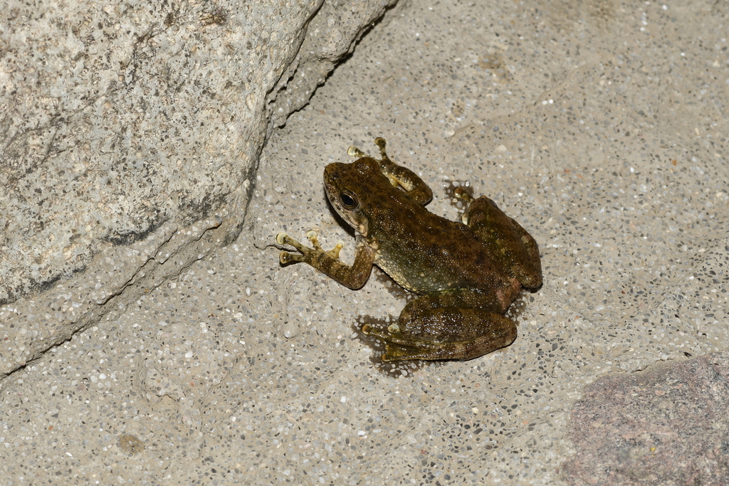 Wuyi torrent frog from 湖州龙王山民宿区徒步线 on April 20, 2023 at 07:28 PM by ...