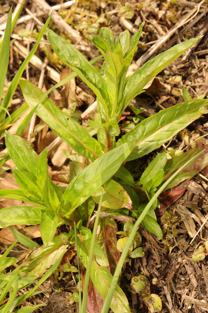 willowherbs from Netherley Park, Parkview Drive, Netherly, Liverpool ...
