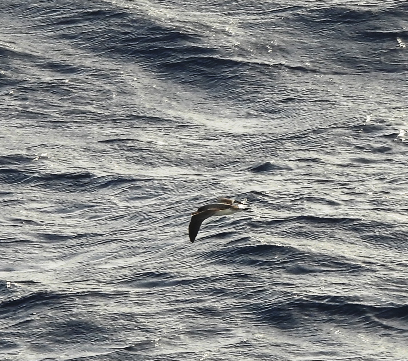 Calonectris diomedea (Scopoli, 1769)