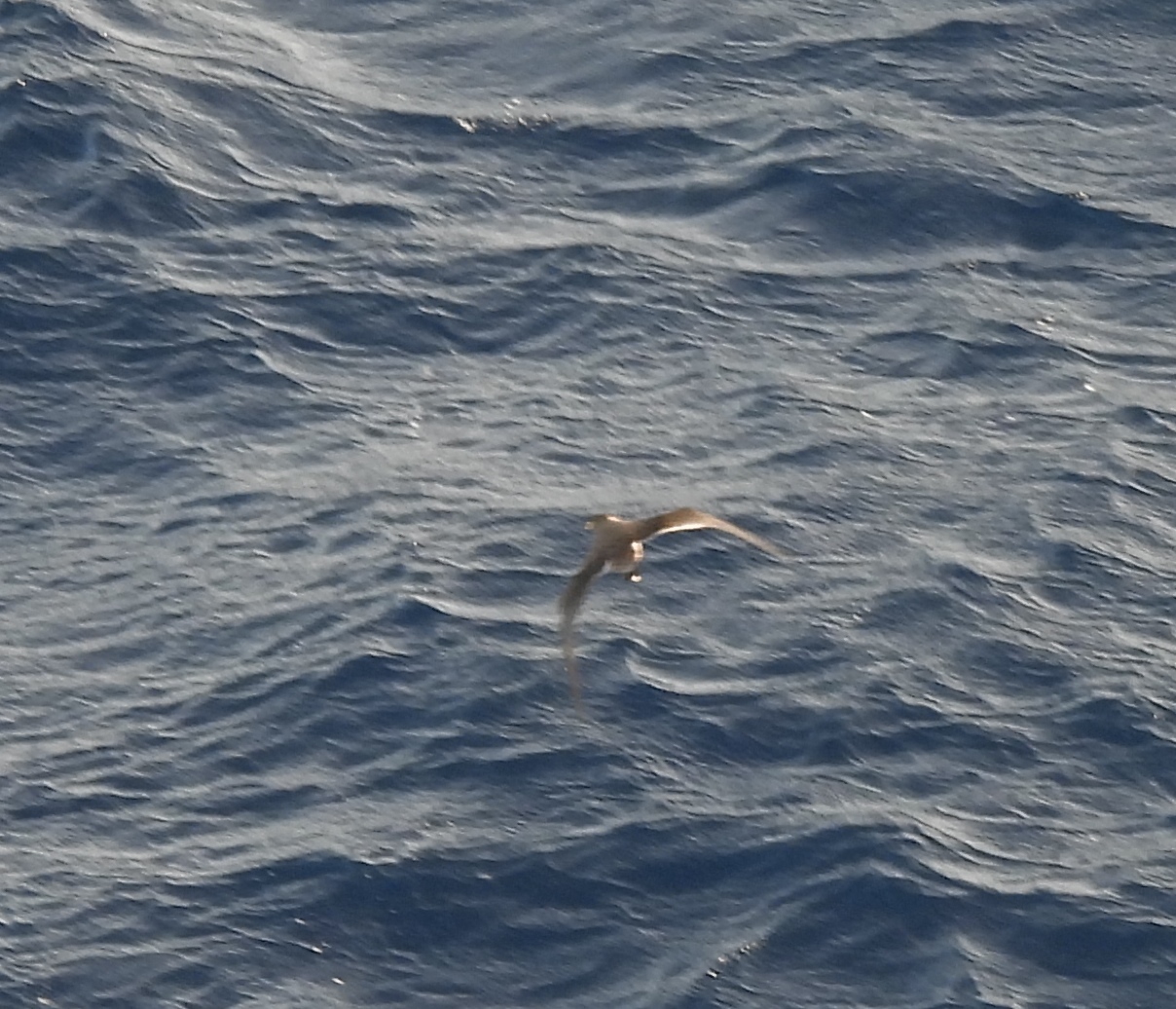 Calonectris diomedea (Scopoli, 1769)