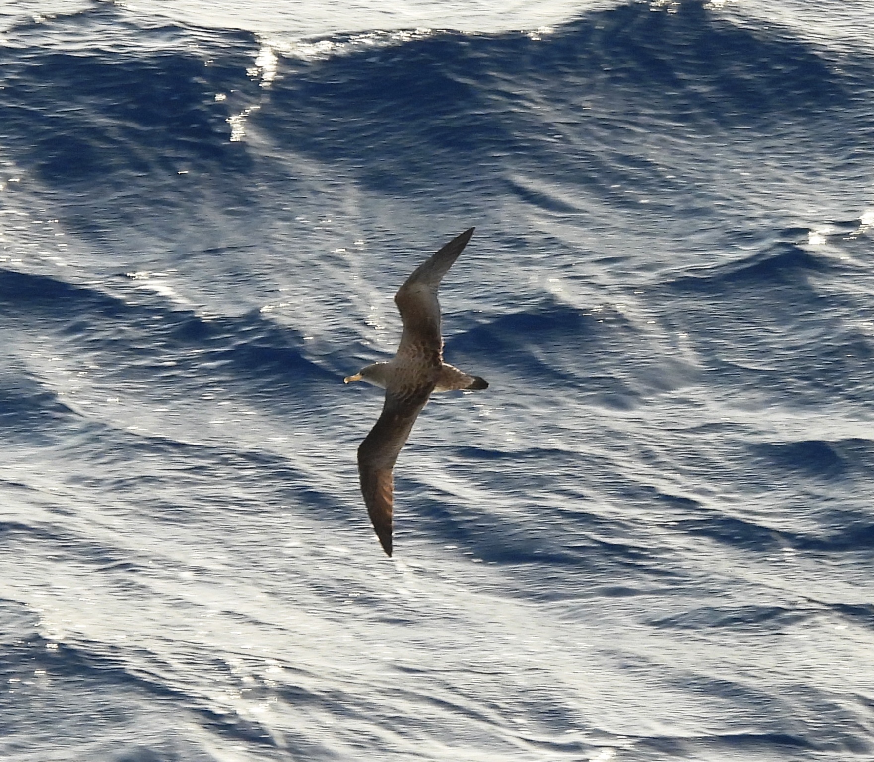 Calonectris diomedea (Scopoli, 1769)