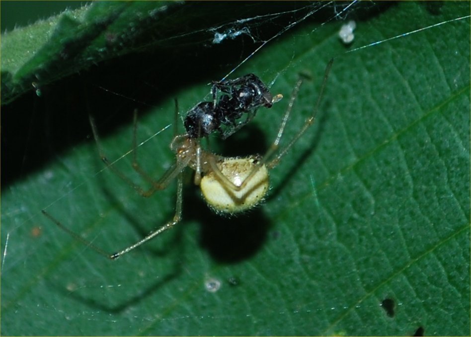 Common candy-striped spider from Sudbury, ON, Canada on July 5, 2012 at ...