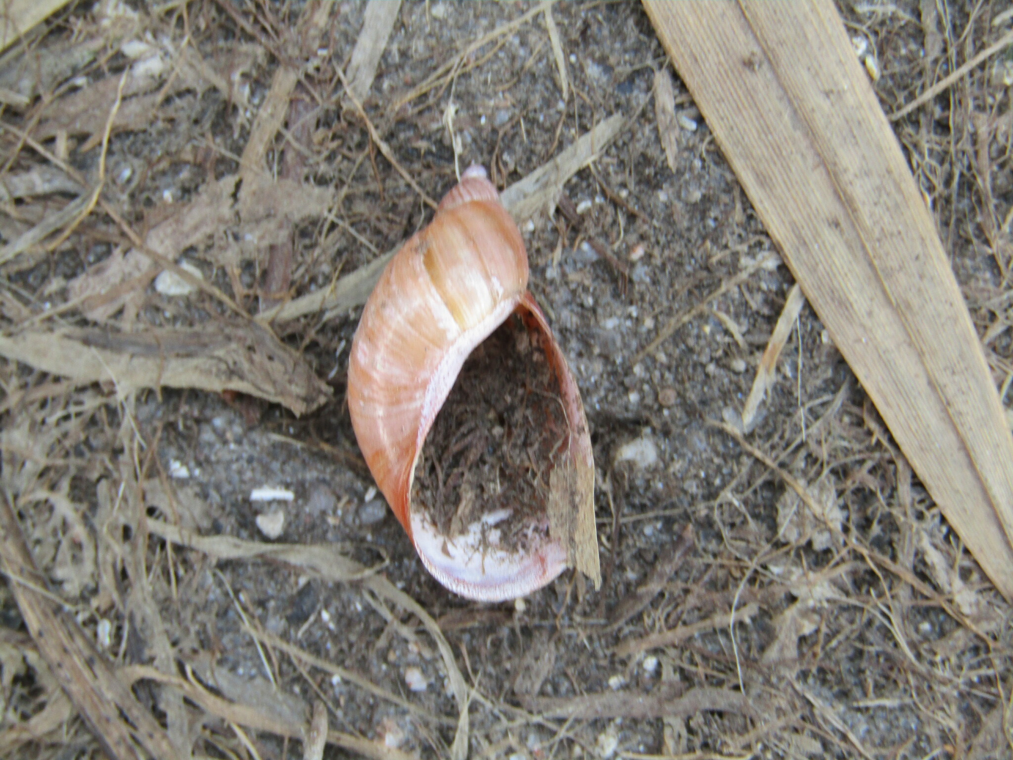 Succinea putris (Linnaeus, 1758)