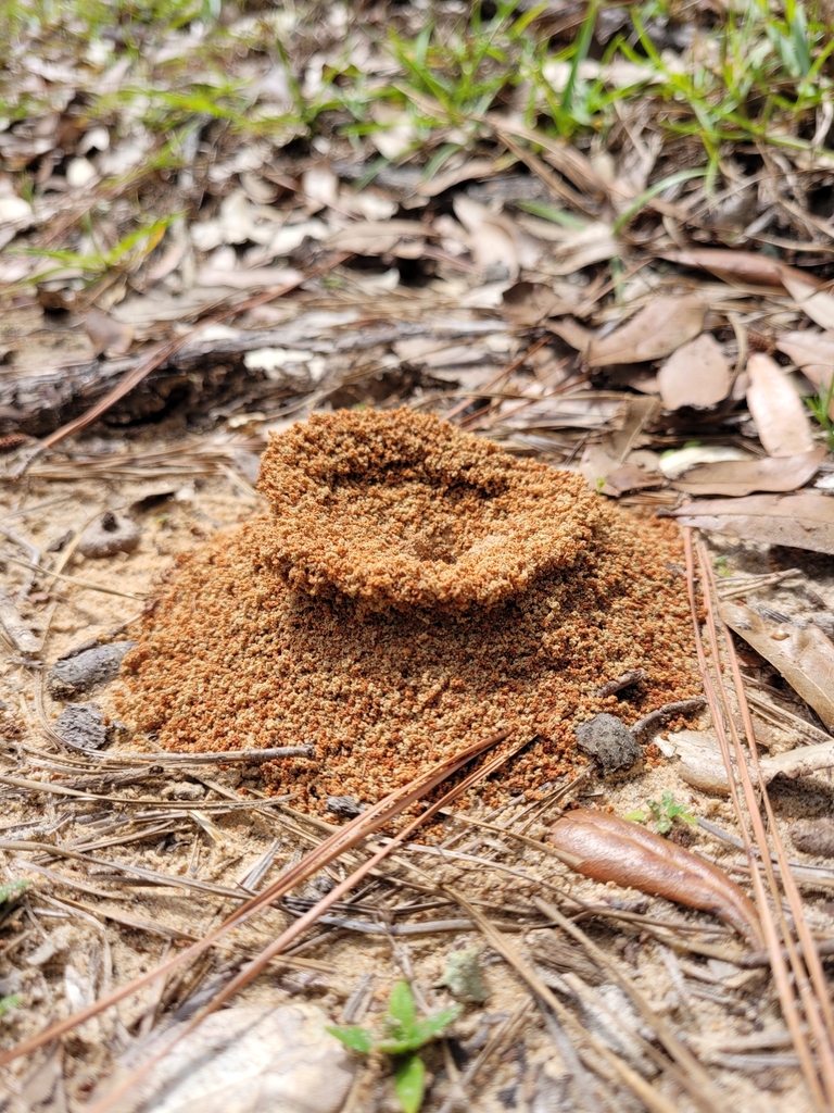 Buren's Pyramid Ant from Fairhope, AL 36532, USA on April 21, 2023 at ...