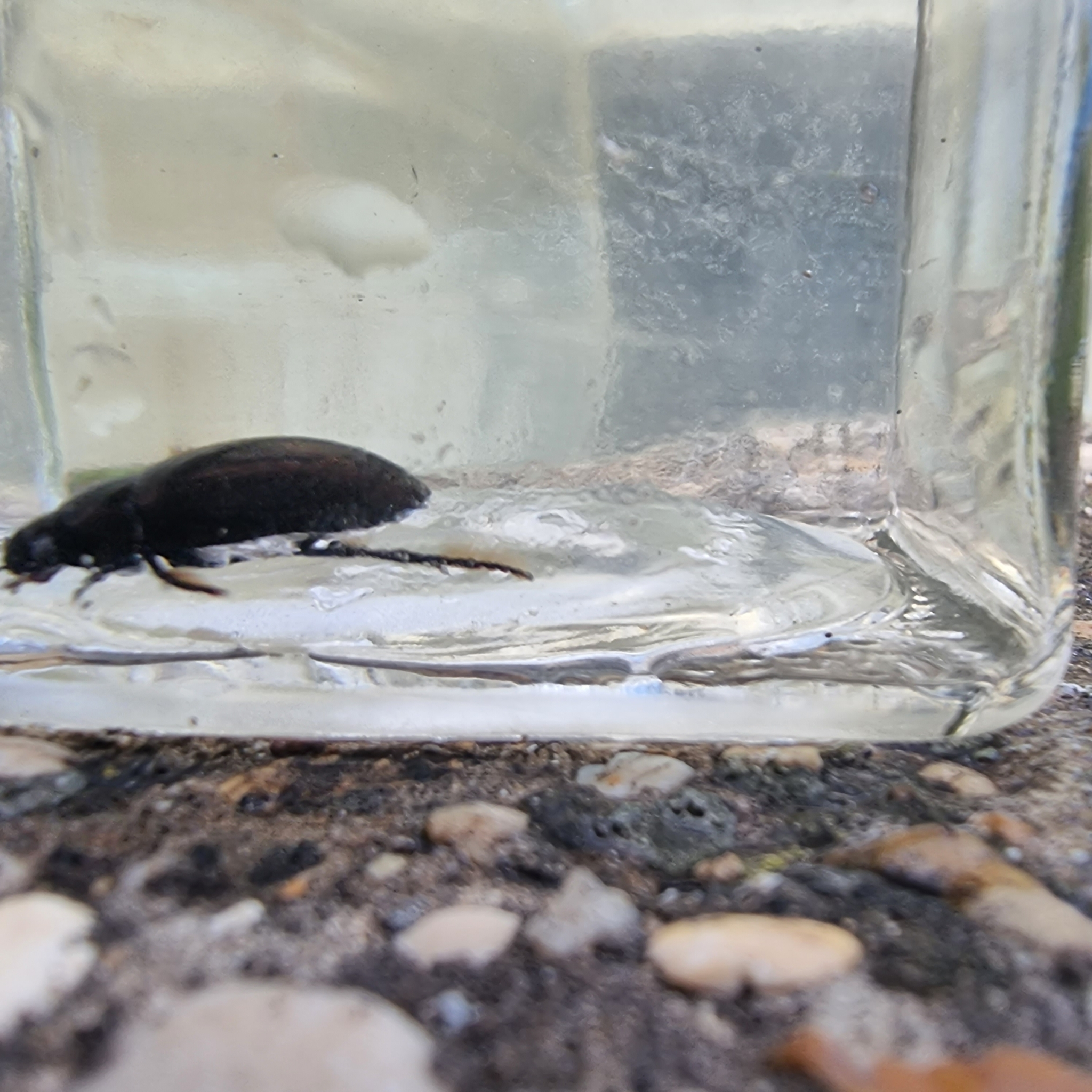 Hydrochara caraboides (Linnaeus, 1758)