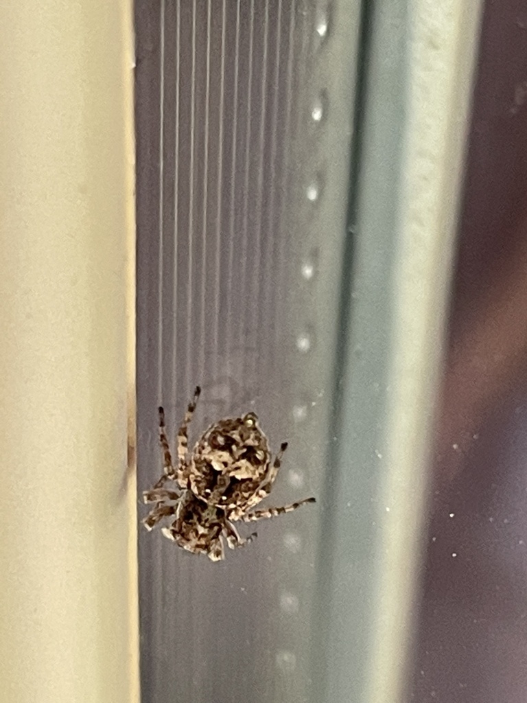 Asiatic Wall Jumping Spider in April 2023 by spidi · iNaturalist