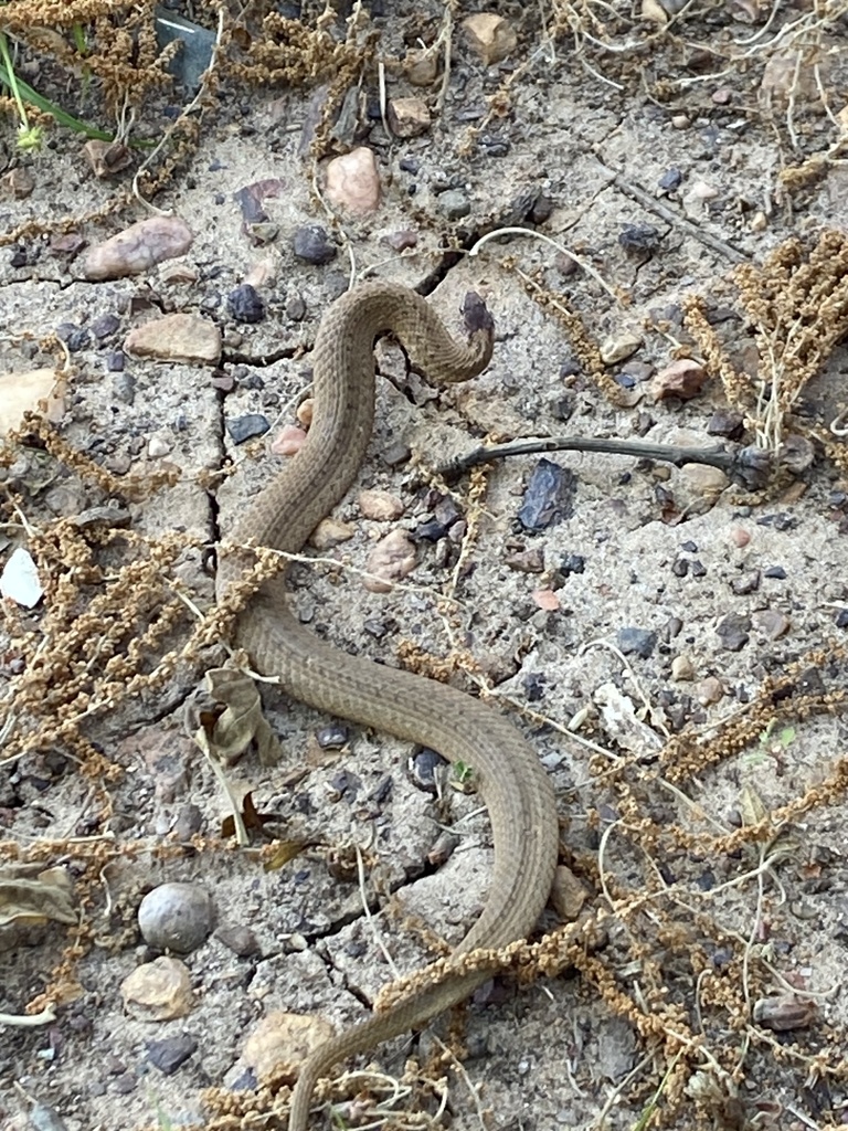Dekay's Brownsnake from N Mosley Rd, Texarkana, AR, US on April 19 ...