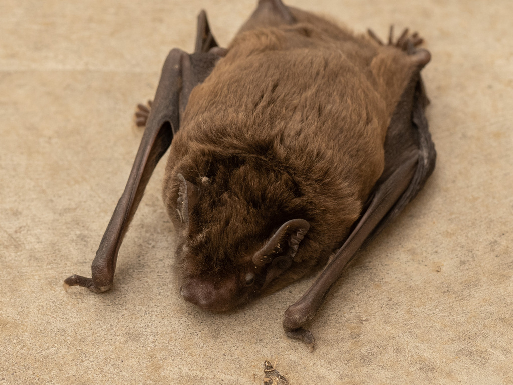 Chinese Noctule from 中国北京市海淀区颐和园路5号 邮政编码: 100871 on April 10, 2023 at ...