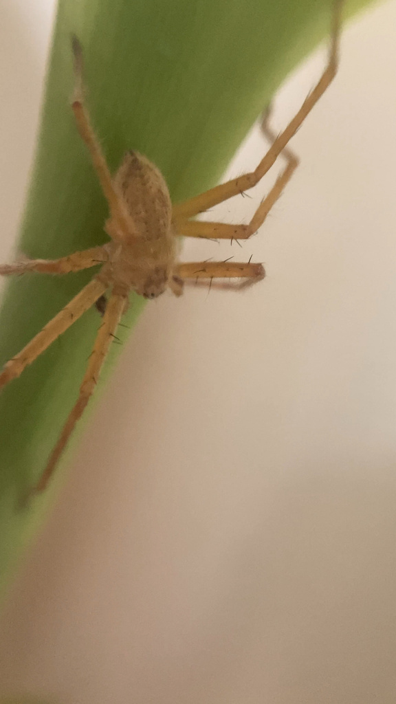 Golden Huntsman Spiders in April 2023 by Shreyas K. On a wall - body ...