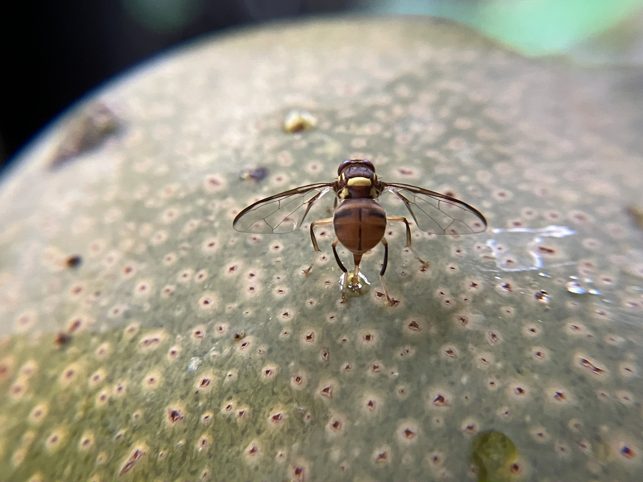 Bactrocera dorsalis (Hendel, 1912)