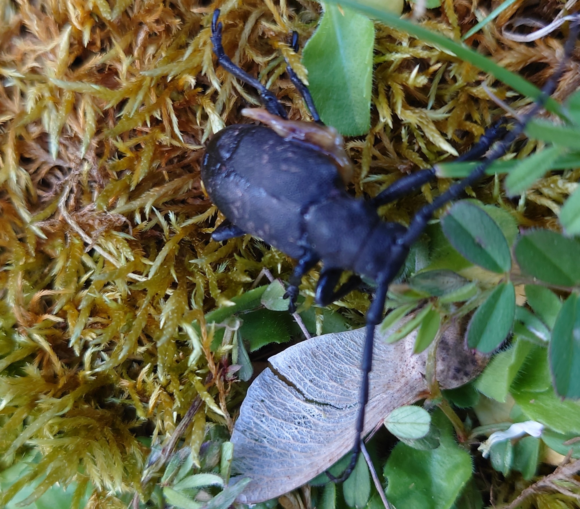 Lamia textor (Linnaeus, 1758)