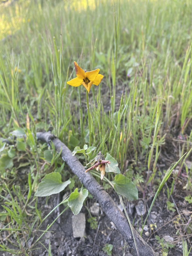 California Golden Violet from Ojai, CA, US on April 21, 2023 at 09:27 ...