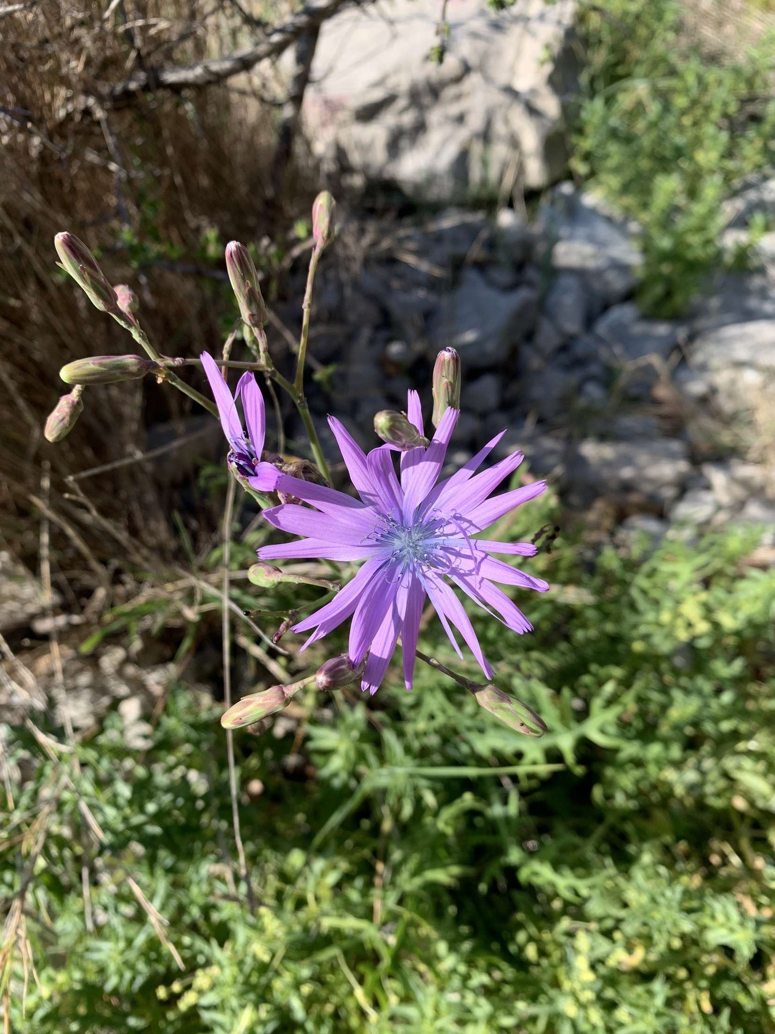 Lactuca perennis L.
