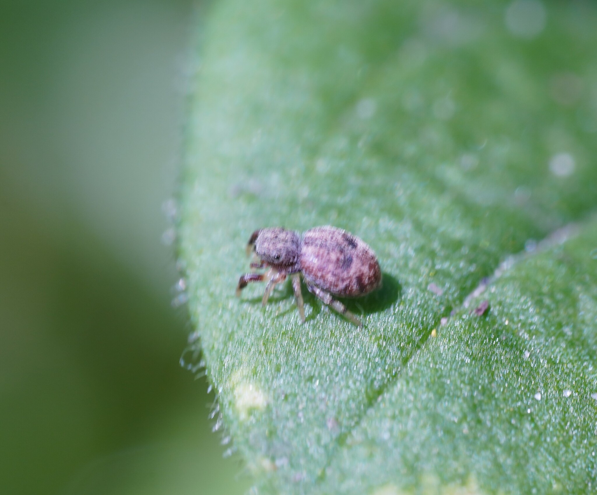 Ballus chalybeius (Walckenaer, 1802)