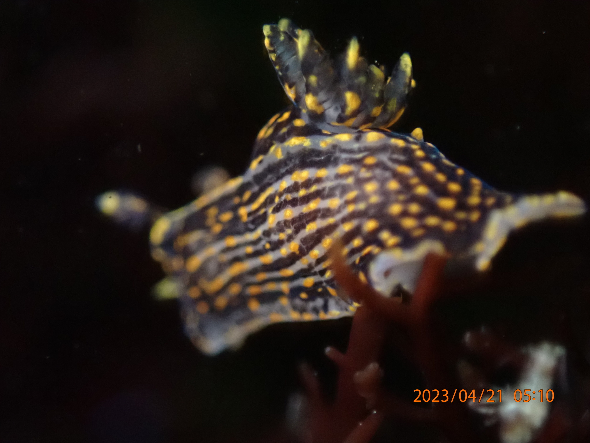 Polycera atra MacFarland, 1905