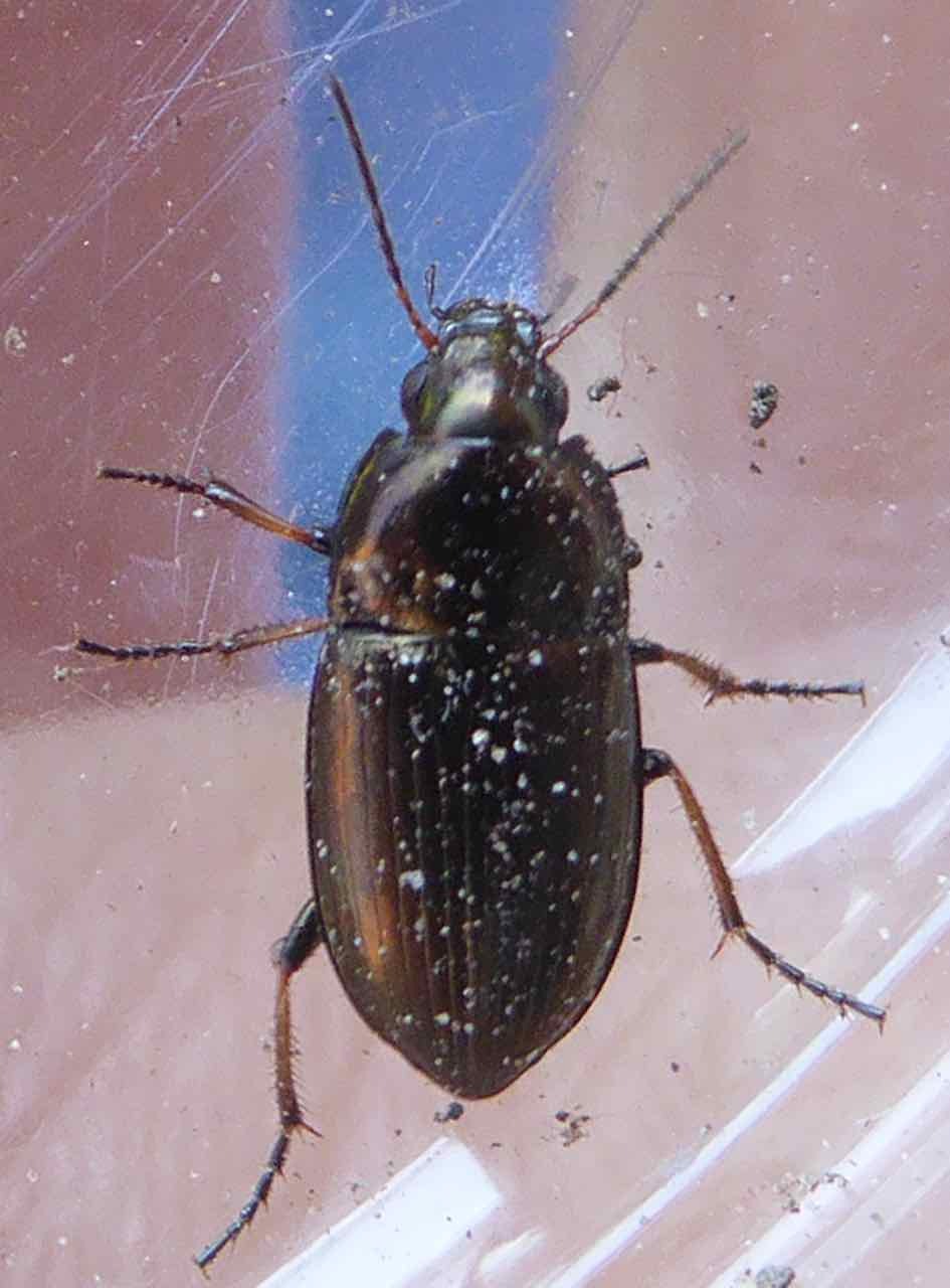 Amara plebeja (Gyllenhal, 1810)