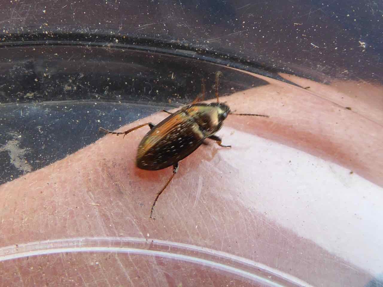 Amara plebeja (Gyllenhal, 1810)