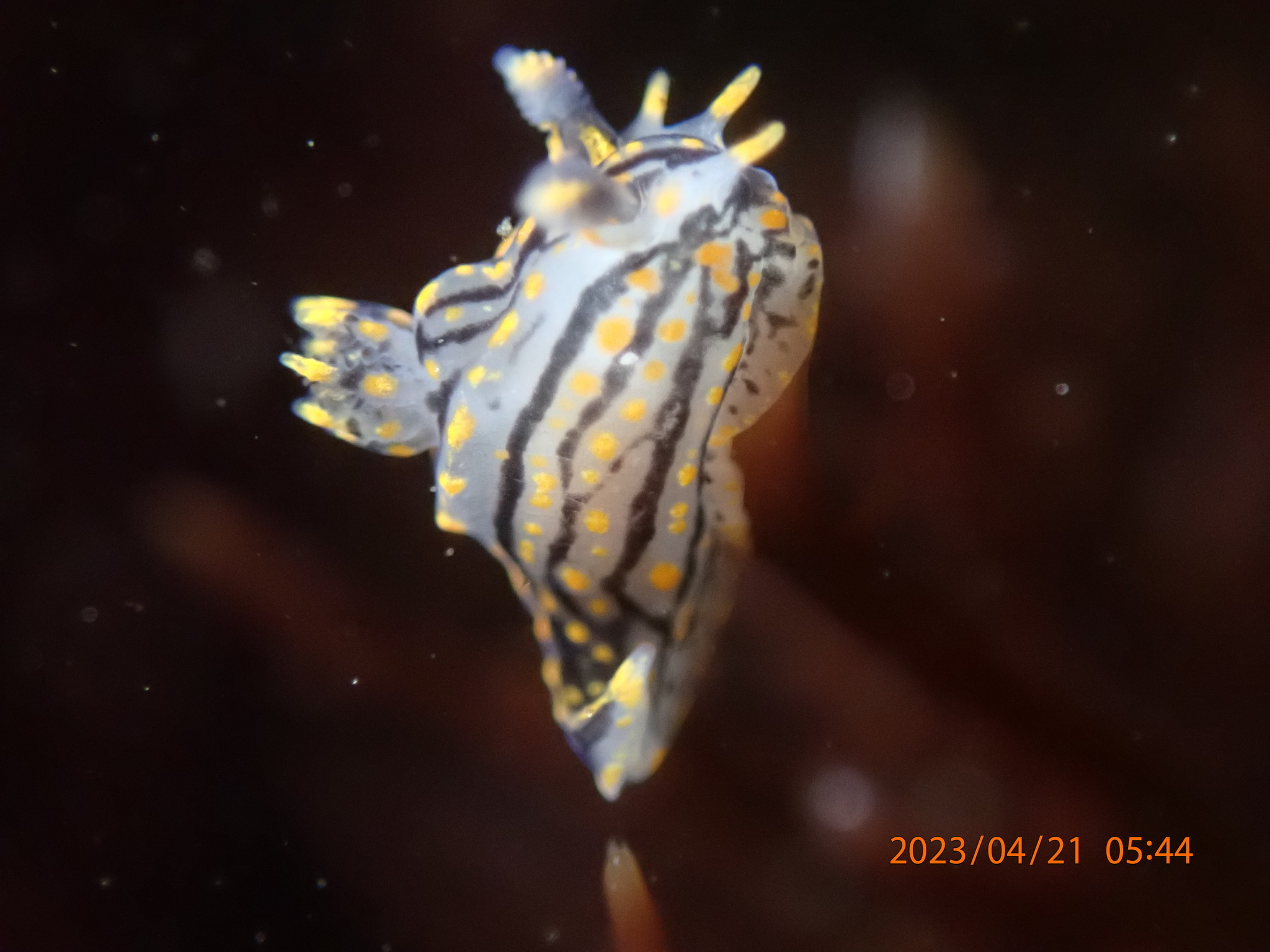 Polycera atra MacFarland, 1905