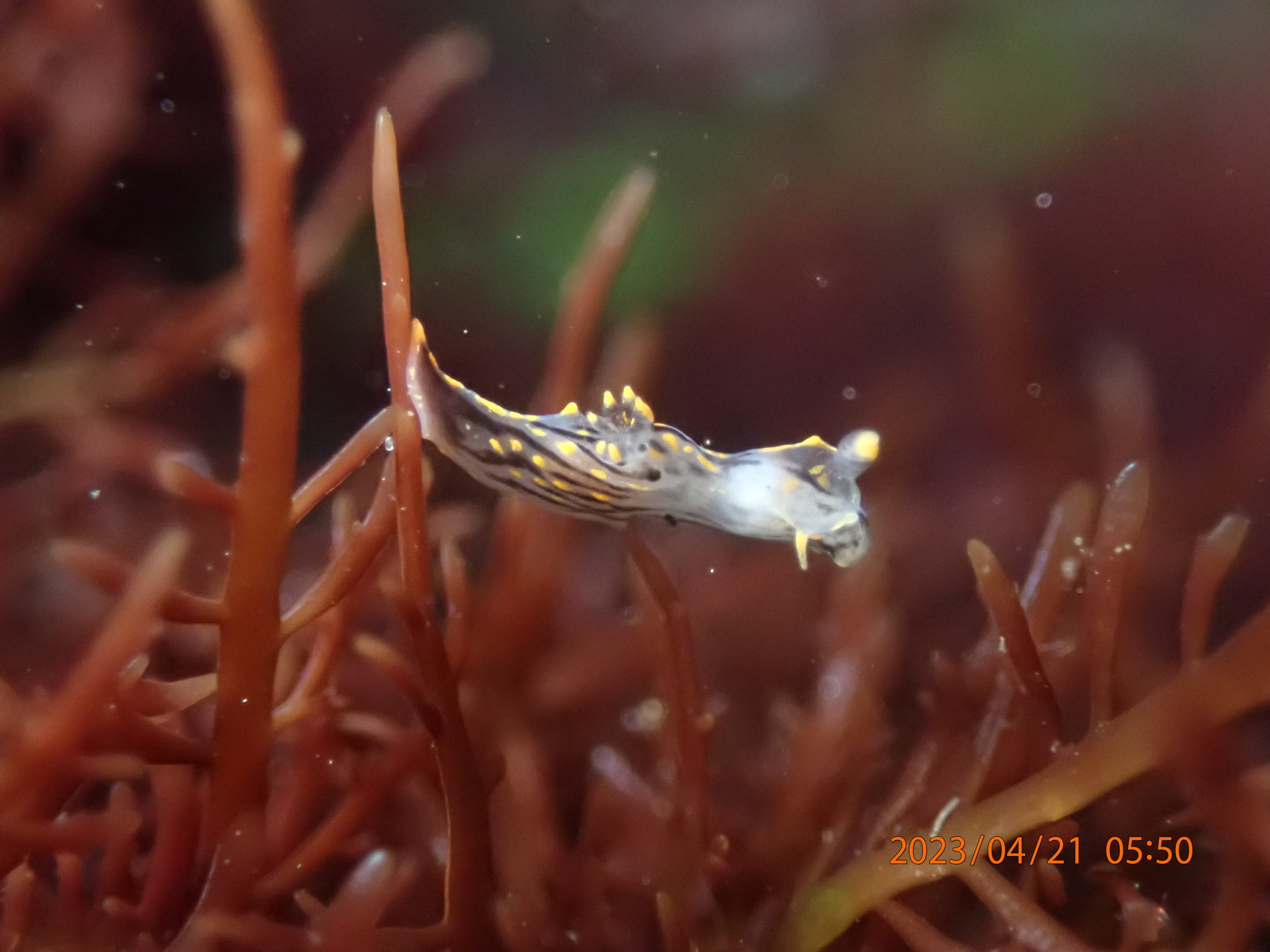 Polycera atra MacFarland, 1905