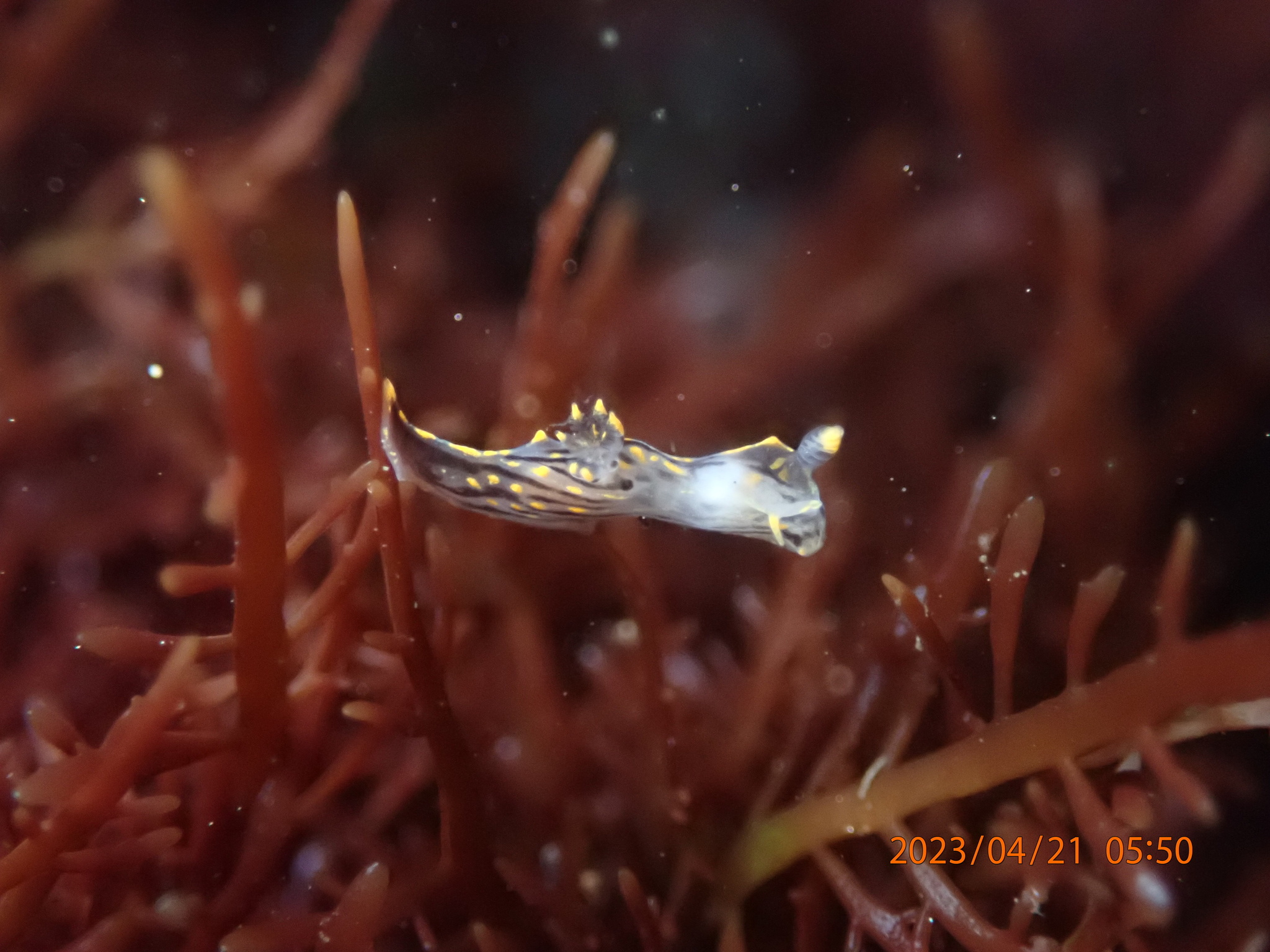 Polycera atra MacFarland, 1905