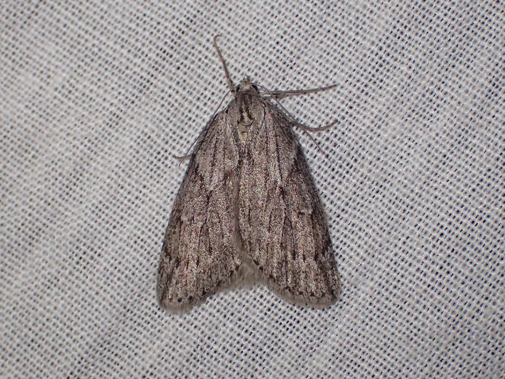 Horse Chestnut Moth from 20250 Santa-Lucia-Di-Mercurio, France on April ...