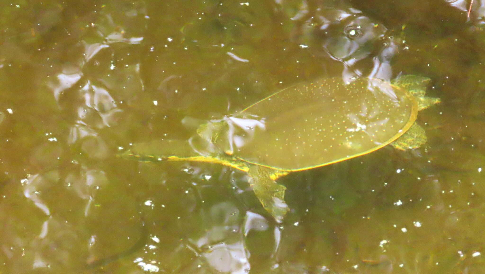 Apalone spinifera guadalupensis (Webb, 1962)