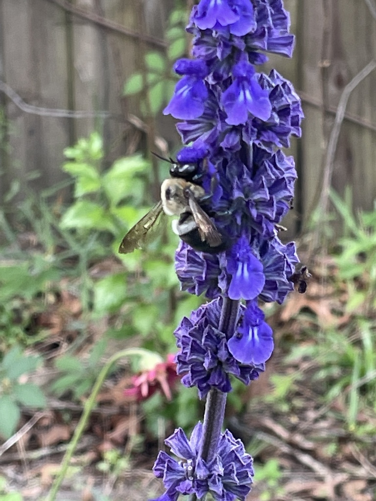 Eastern Carpenter Bee from Queensferry Ln, Jacksonville, FL, US on ...