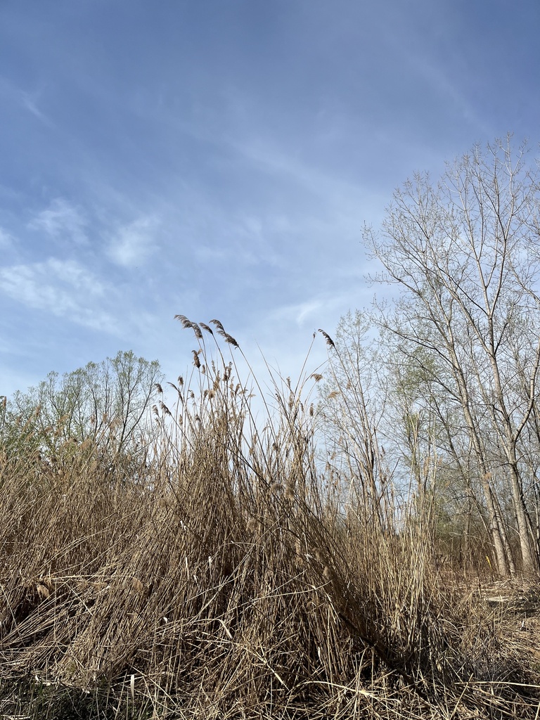 common reed from Kent State University, Kent, OH, US on April 21, 2023 ...
