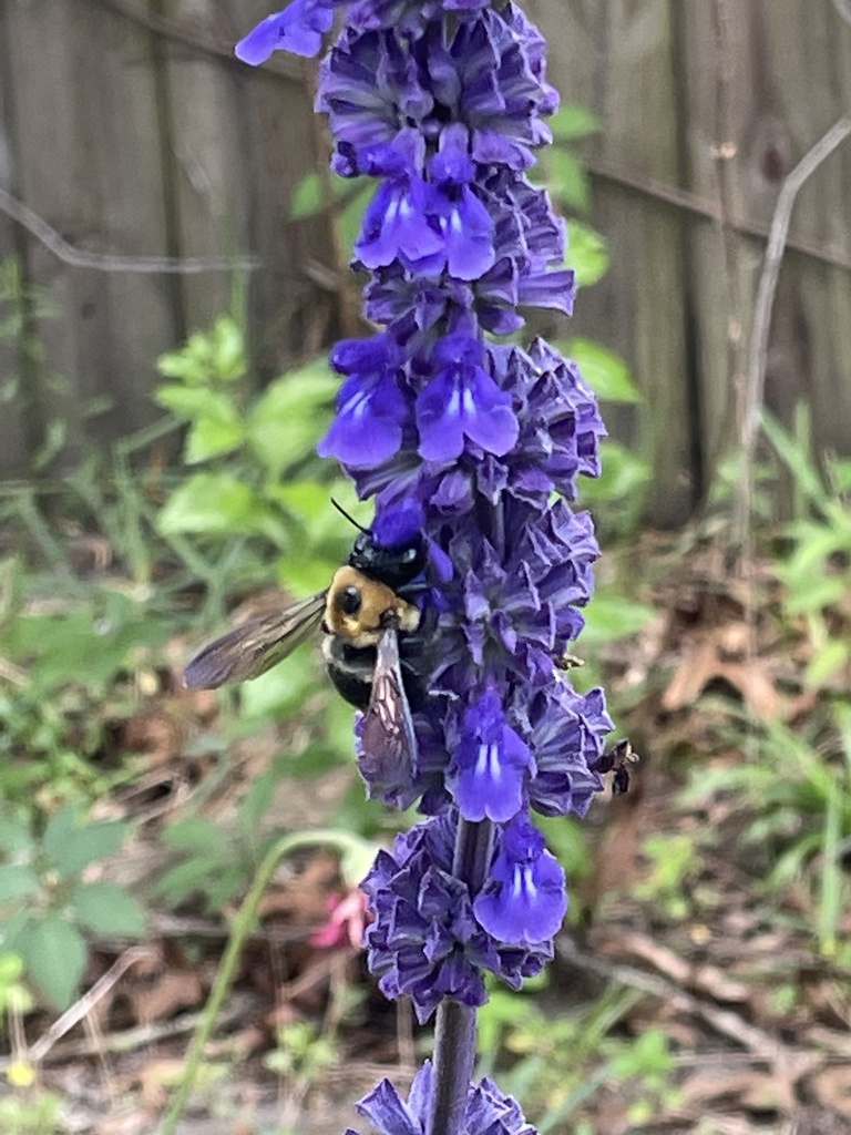 Eastern Carpenter Bee from Queensferry Ln, Jacksonville, FL, US on ...
