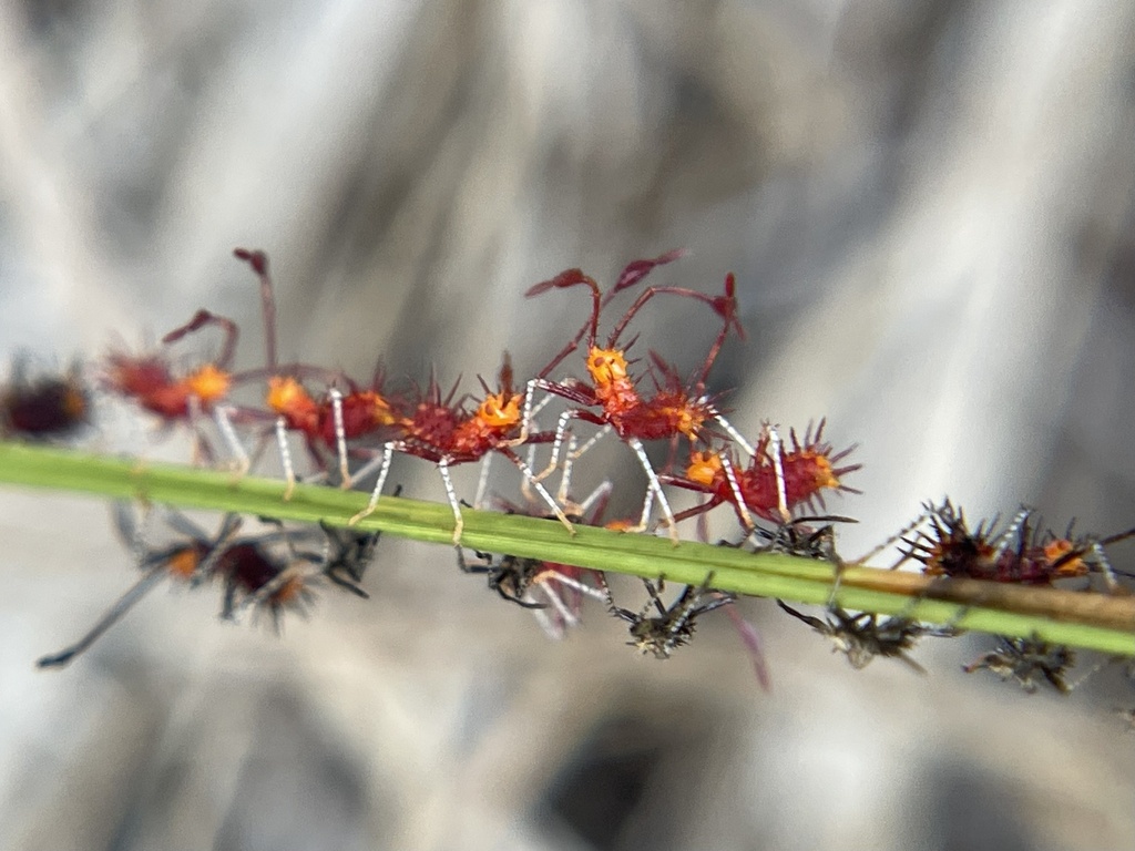 True Bugs from SW 120th Ave, Miami, FL, US on April 21, 2023 at 09:18 ...