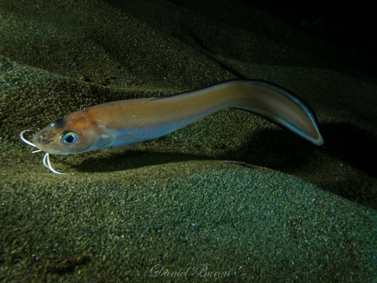 Ophidion rochei Müller, 1845