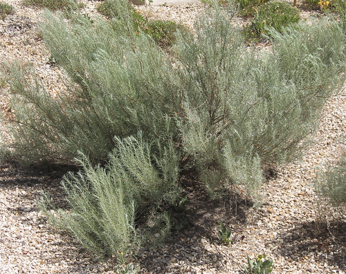 Sand Sagebrush (Plants of John Martin Reservoir State Park) · iNaturalist