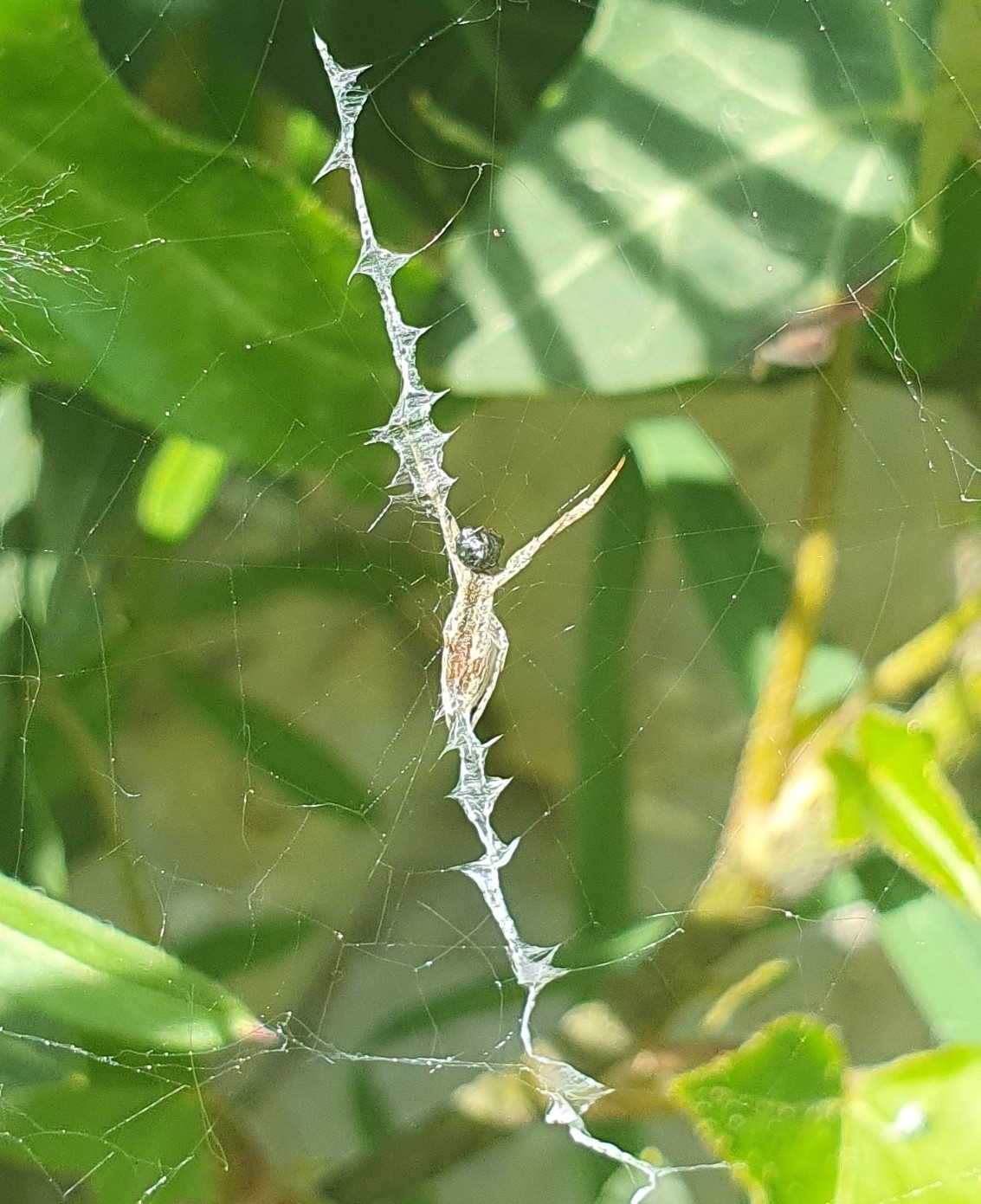Uloborus walckenaerius Latreille, 1806