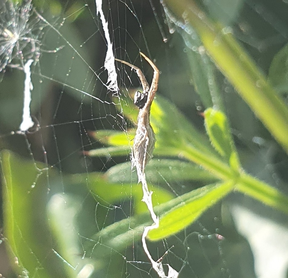 Uloborus walckenaerius Latreille, 1806