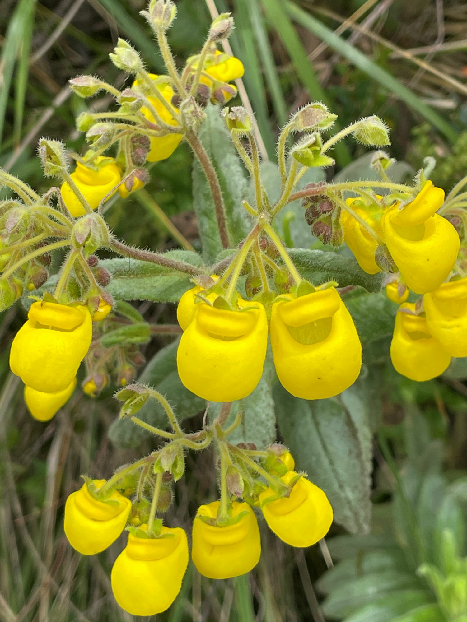 Calceolaria crenata Lam.