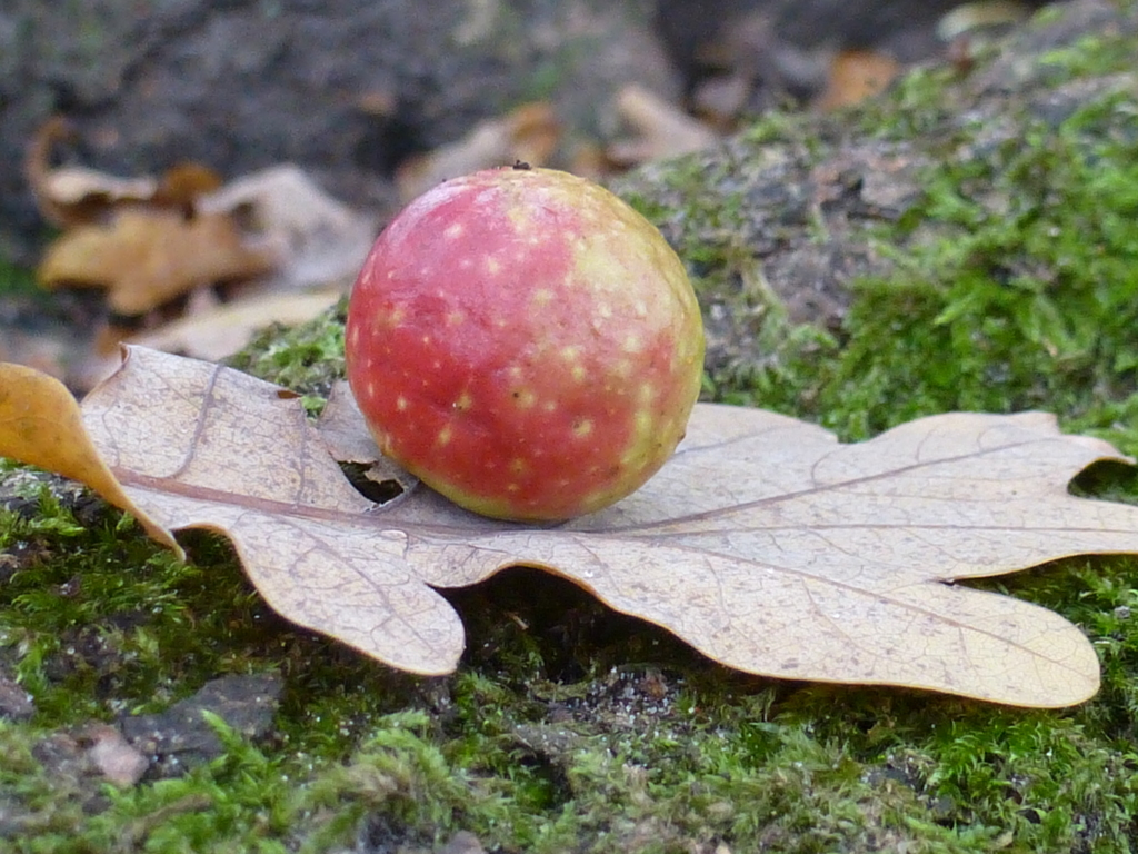 Cherry Gall Wasp (Insectos Parque Natural de Sierra Nevada) · iNaturalist