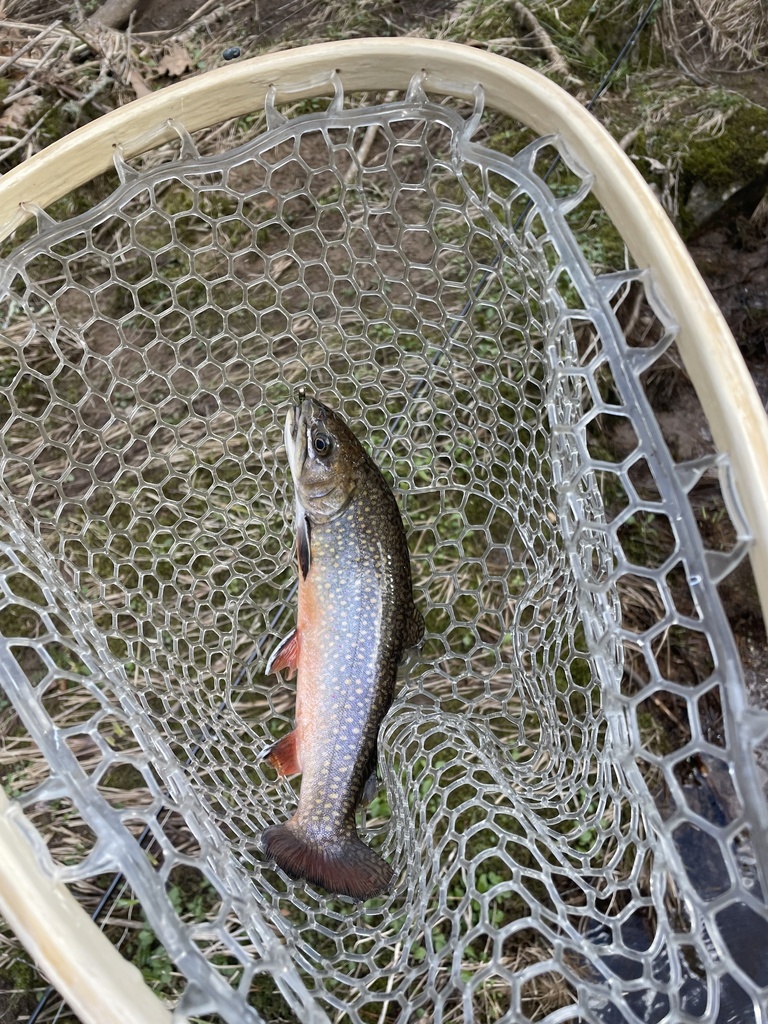 Brook Trout from Brook St, Damascus, VA, US on March 11, 2023 at 10:19 ...