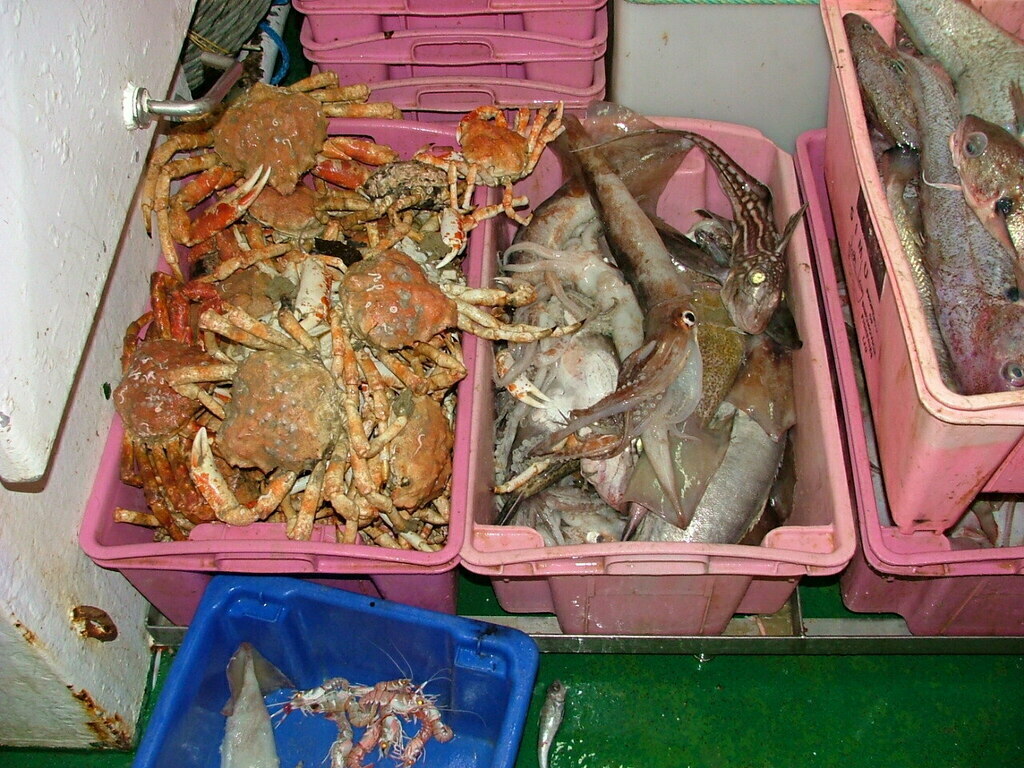 New Zealand Arrow Squid from Auckland Islands - Motu Maha Marine ...