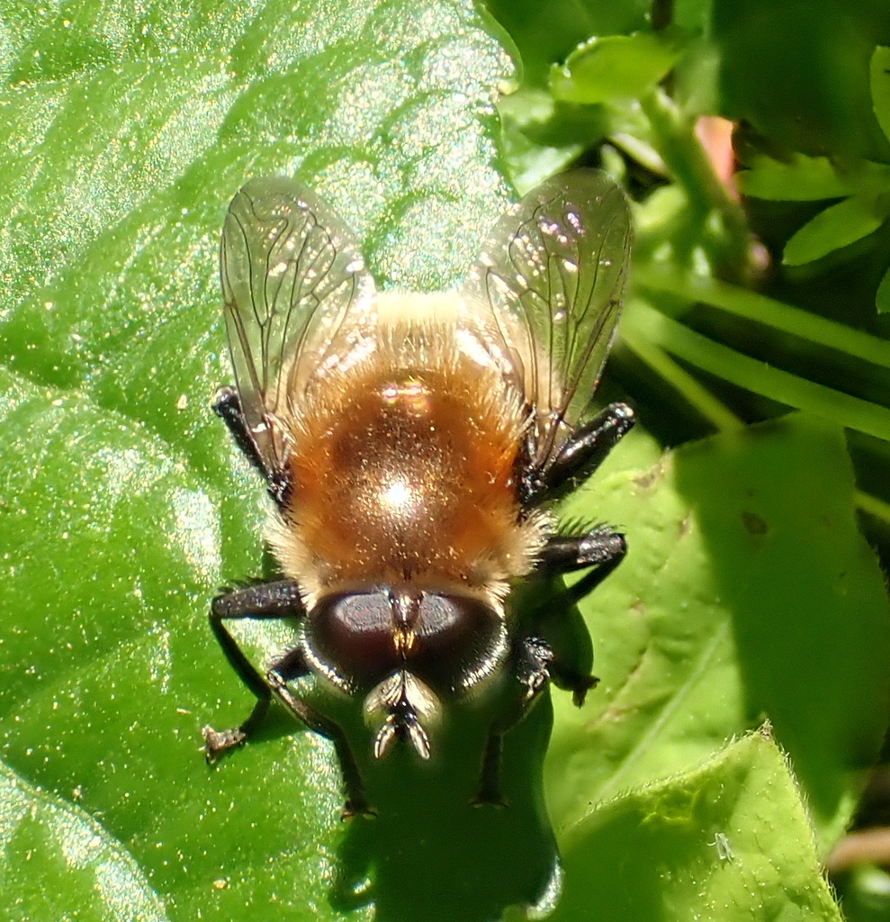 Narcissus Bulb Fly from Stratford Hills, Richmond, VA, USA on April 21 ...