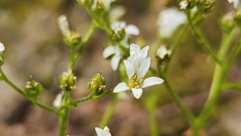 Virginia saxifrage in April 2023 by liquidrainbow · iNaturalist