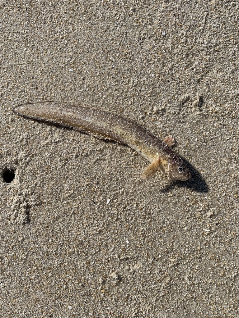 Cusk-eels from Assateague Island, MD, US on April 21, 2023 at 08:51 AM ...