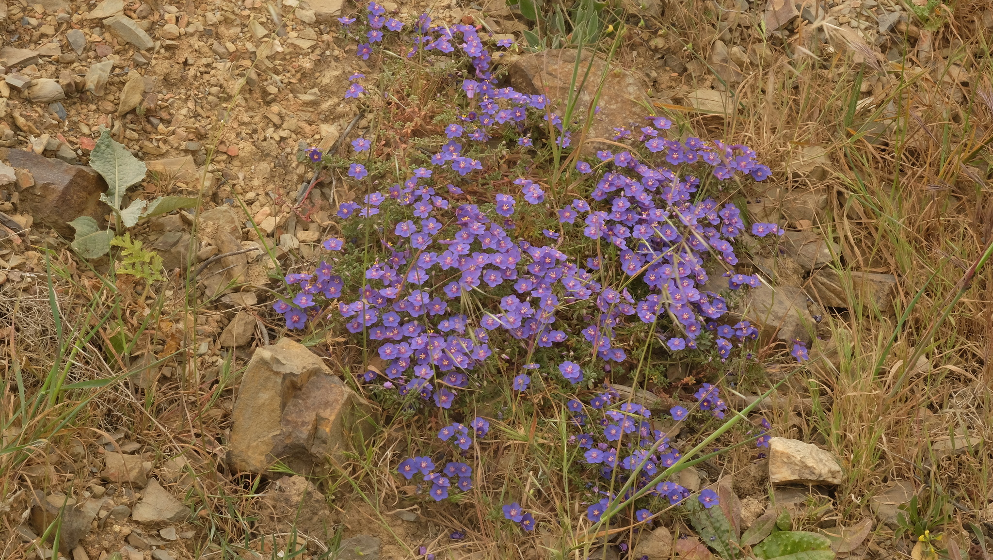 Lysimachia monelli (L.) U.Manns & Anderb.