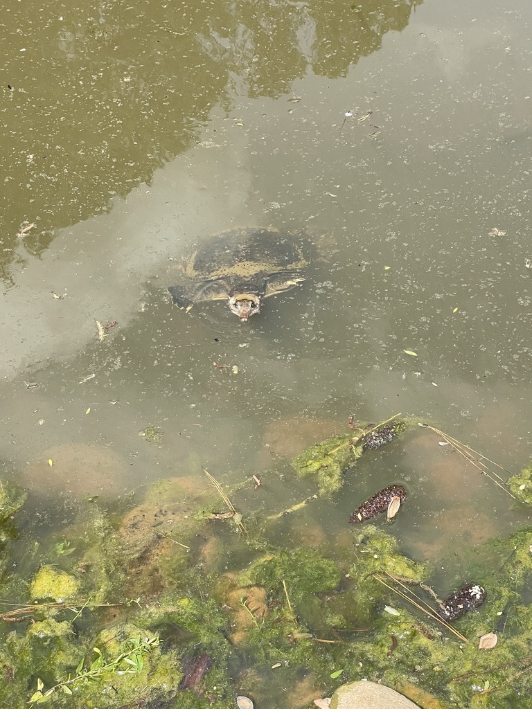 Florida Softshell Turtle in April 2023 by sophiadownss. # ...