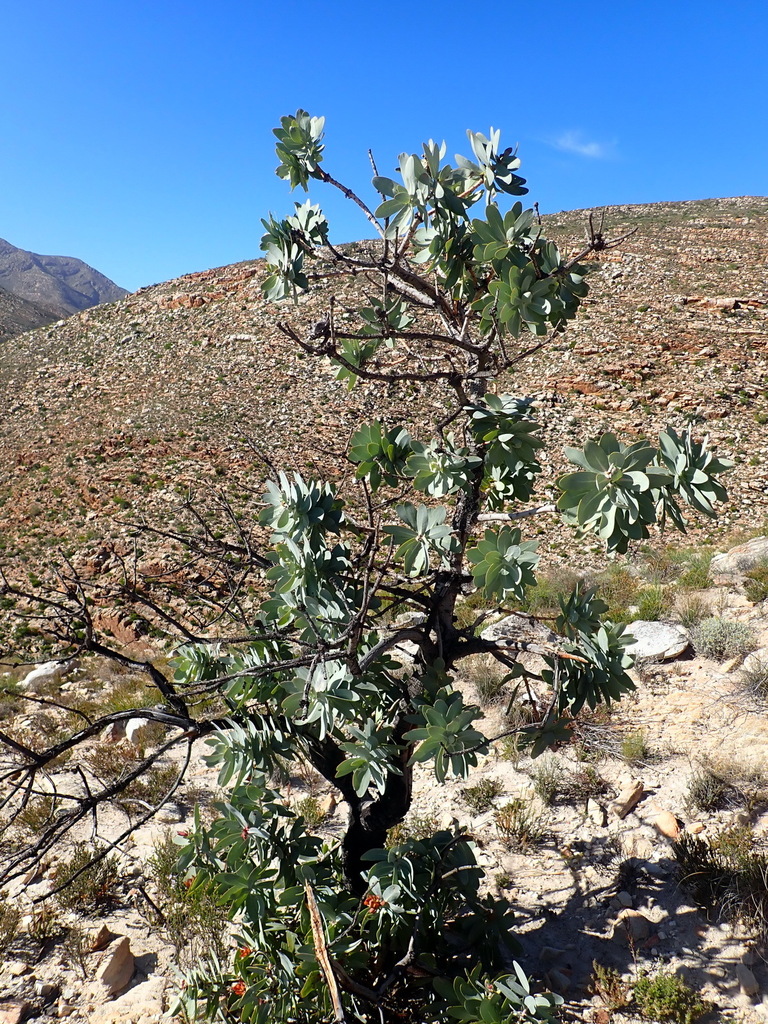 Wagon Tree from Paardepoort west,Horseshoe Bend, Garden Route District ...