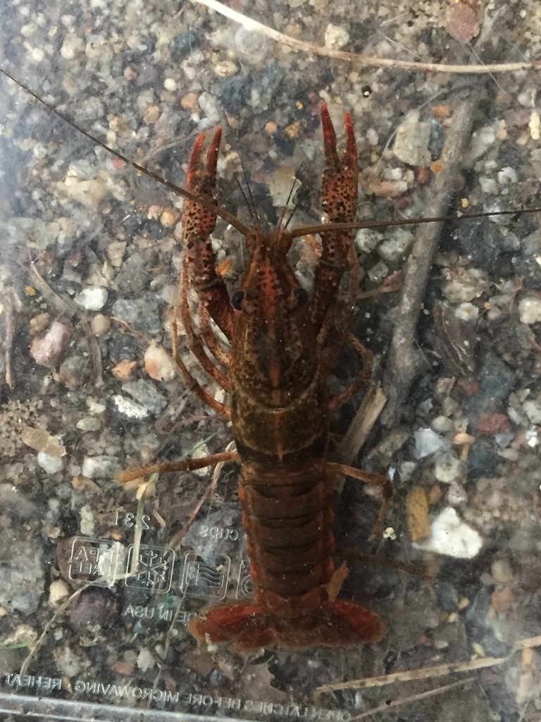 Black Mottled Crayfish (Crayfishes of Georgia) · iNaturalist