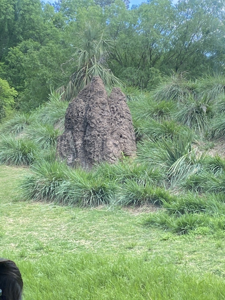 Termites from Riverbanks Zoo & Garden, Columbia, SC, US on April 21 ...