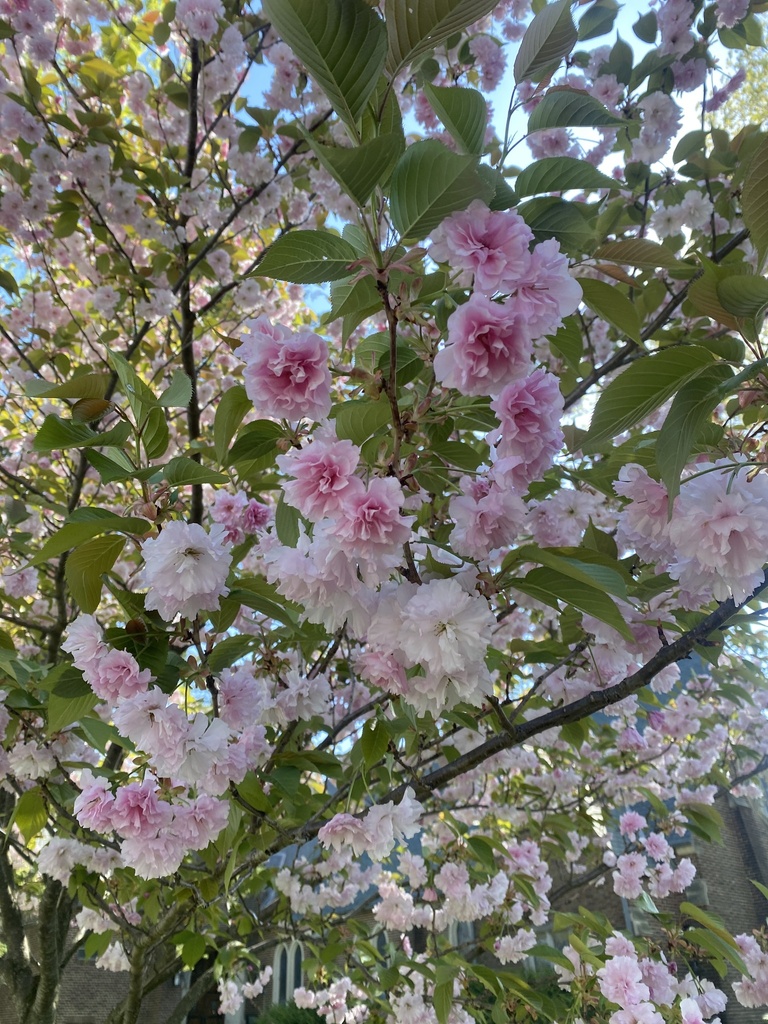 Japanese Cherry from W Passaic Ave, Bloomfield, NJ, US on April 21 ...